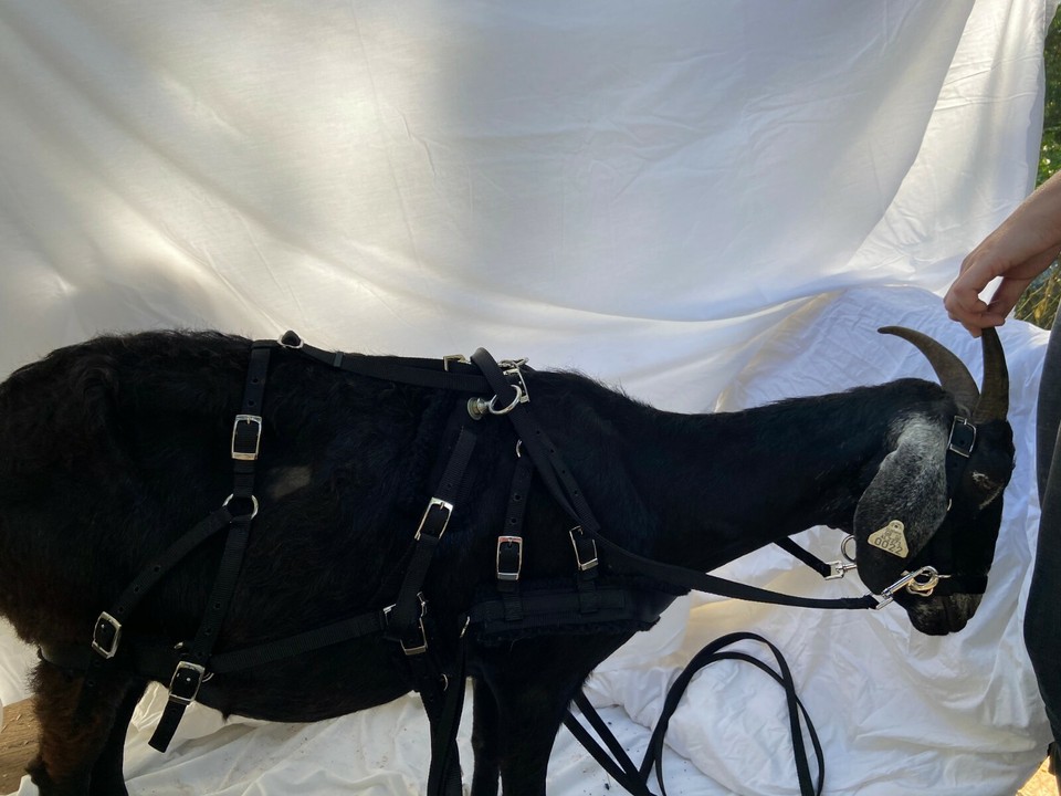 Goat Driving Harness USA Made Heavy Duty Lined 4 colors Carter Pet ...