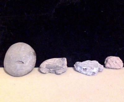 4 Small Fossils. Round Rock One And 3 Others. | eBay