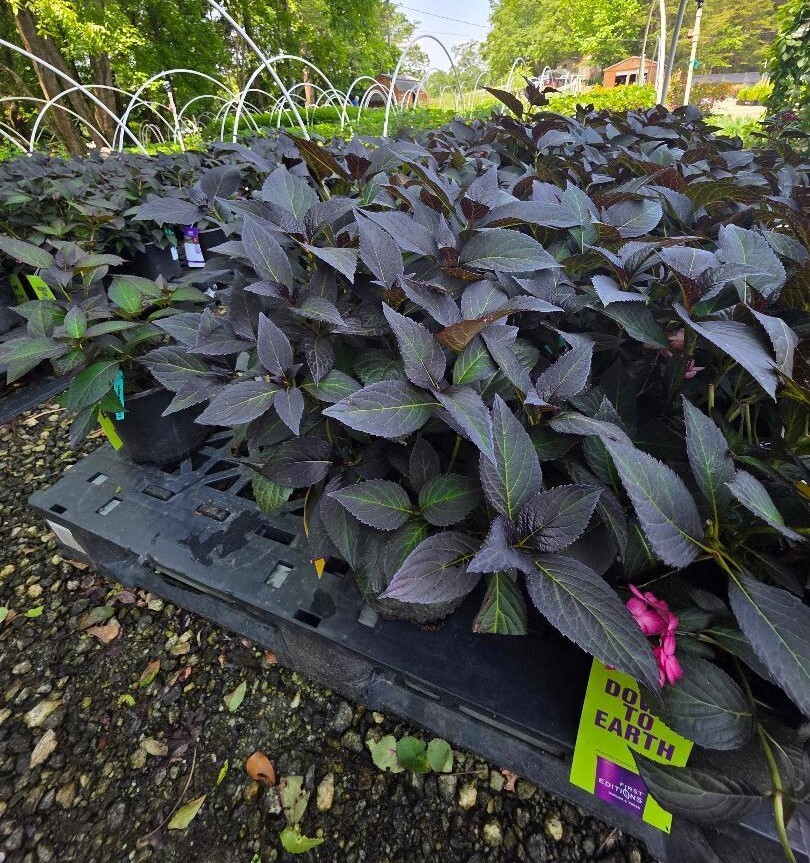 First Editions® Eclipse® Bigleaf Hydrangea - Live Plant - Full Gallon ...