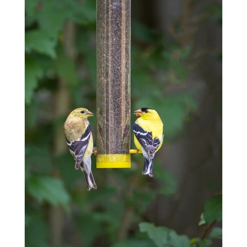 Nyjer Finch Tube Feeder with 8oz Nyjer Seed | eBay