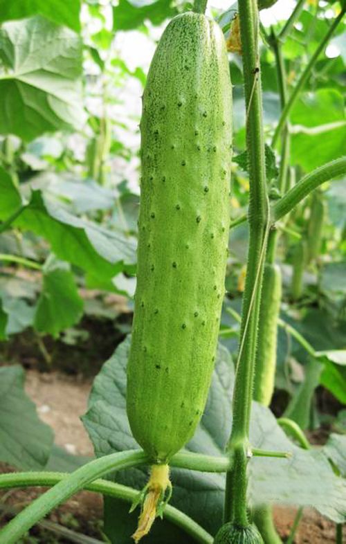 1 Pack 100 Chinese Spring & Autumn Cucumber Seeds Cucumis Cuke Seed ...