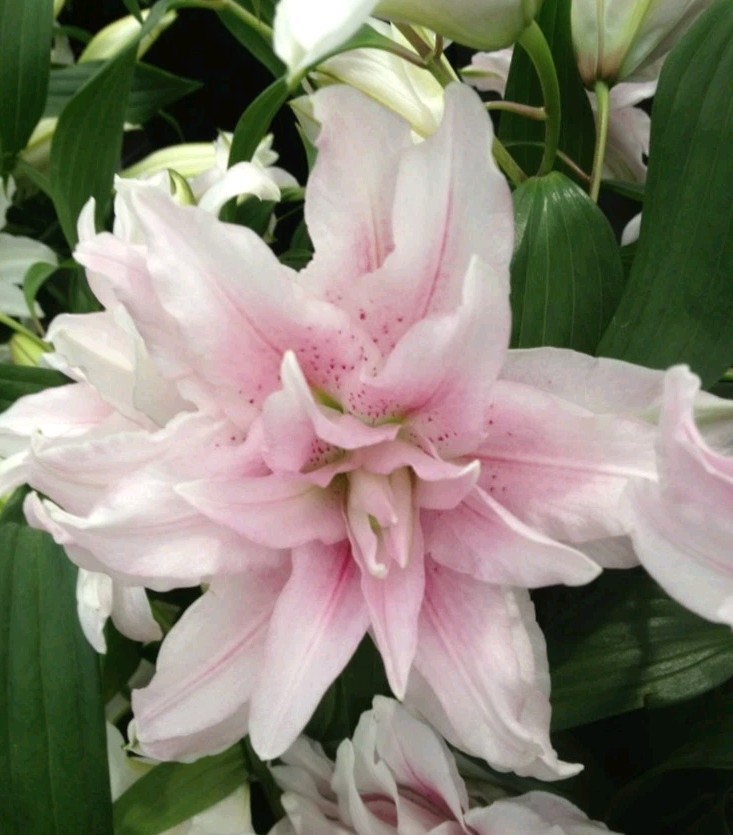 Lily Flower Bulbs Oriental Double Lilys Pink White 3 Bulb Mix Ready to ...