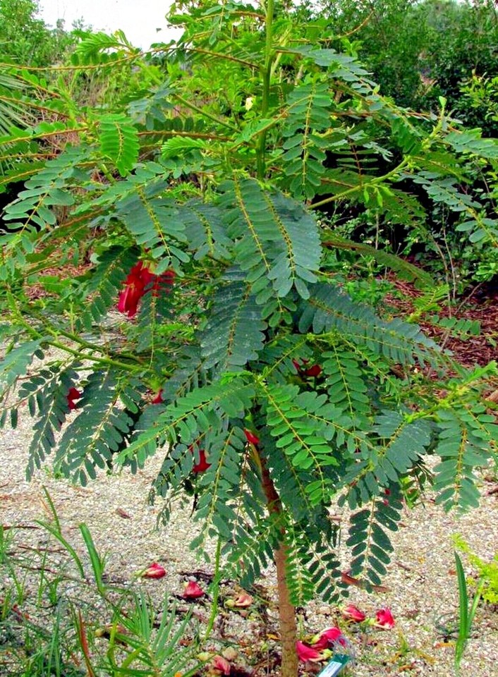 20 Hummingbird Tree Seeds (Sesbania grandiflora) "Agati" Flower Plant ...