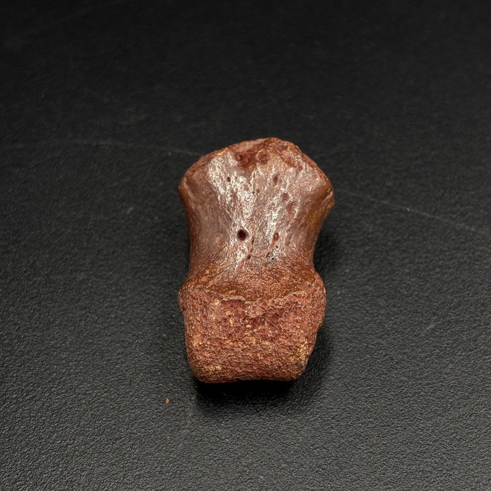 Itemirus medullaris fossil – Upper Cretaceous Turonian Bissekty Fm ...