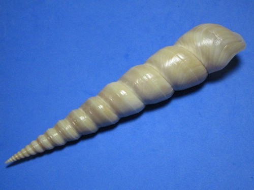 Turritella bacillum (Kiener, 1844) "DIFFICULT TURRET!" (153.1mm) | eBay