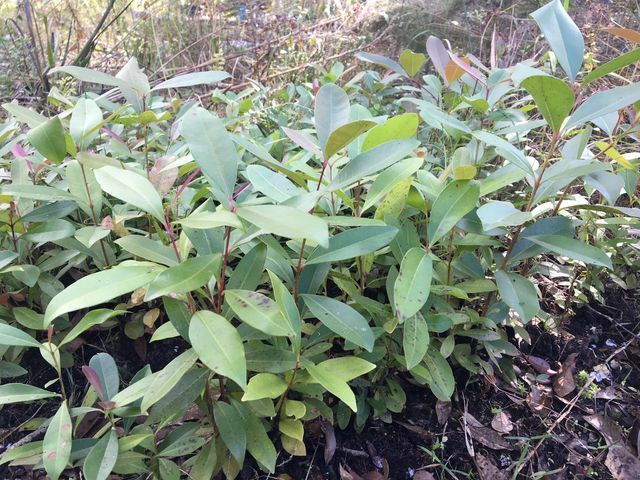 JAMUN JAMBUL FRUIT TREE Syzygium cumini INDIAN WAX APPLE Java plum live ...