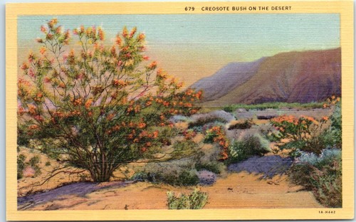 Postcard - Creosote Bush On The Desert - California | eBay