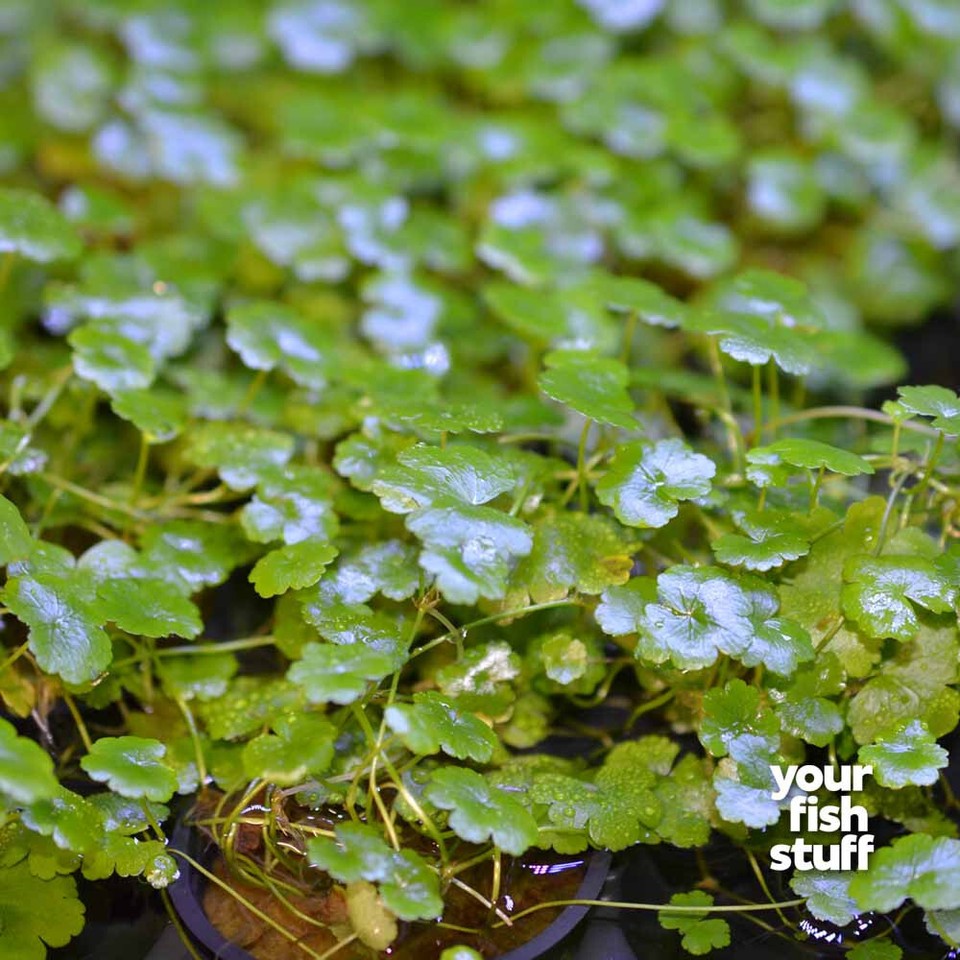 4 Pack of Foreground Plants Live Aquarium Plants Bundle | eBay