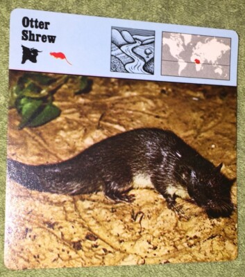 Vintage 1976 Animal Card - Otter Shrew - Printed In Japan | eBay