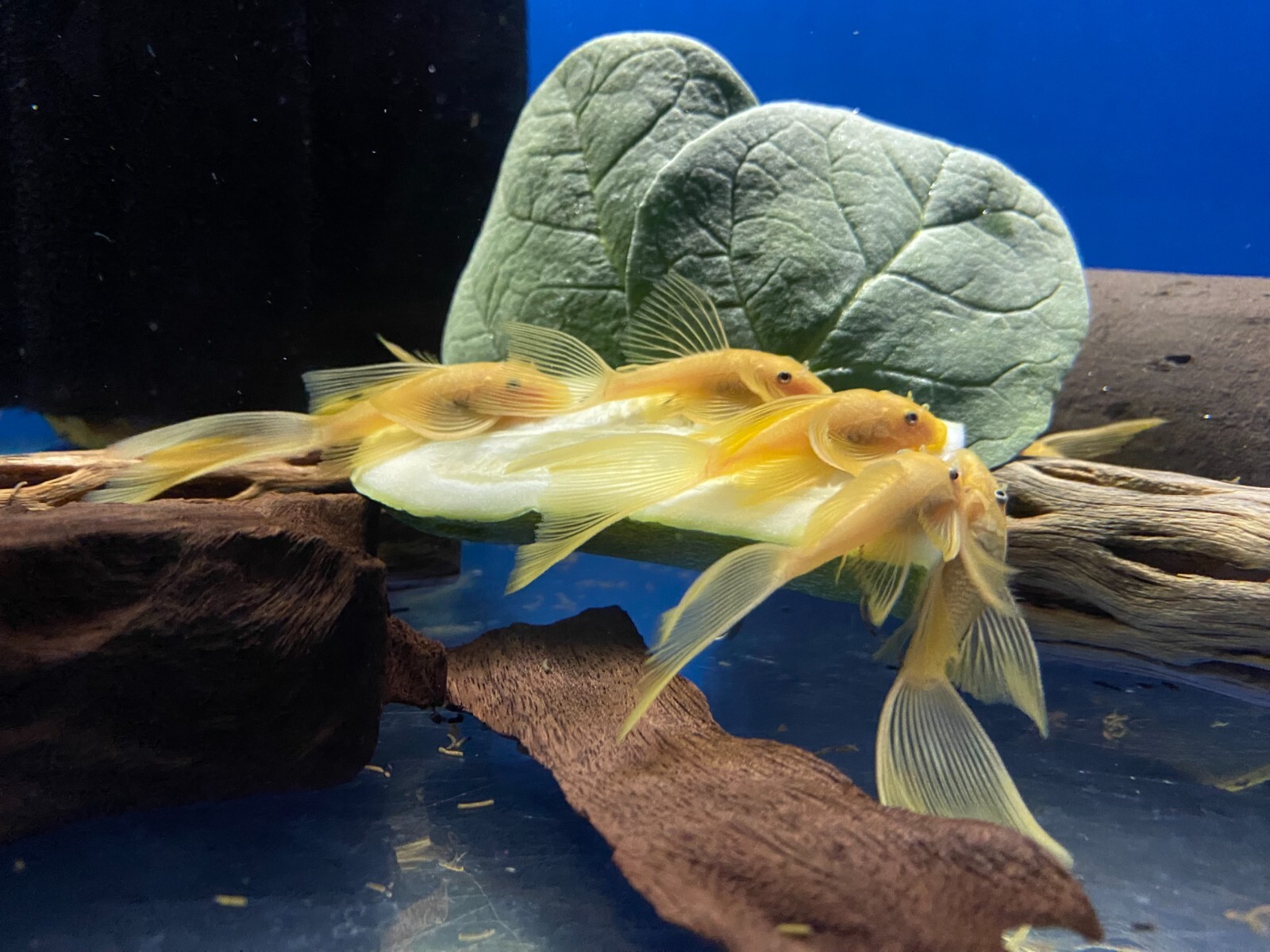 LONGFIN BLUE EYE LEMON YELLOW Bristlenose Pleco 1-1/2 inch L144 ...