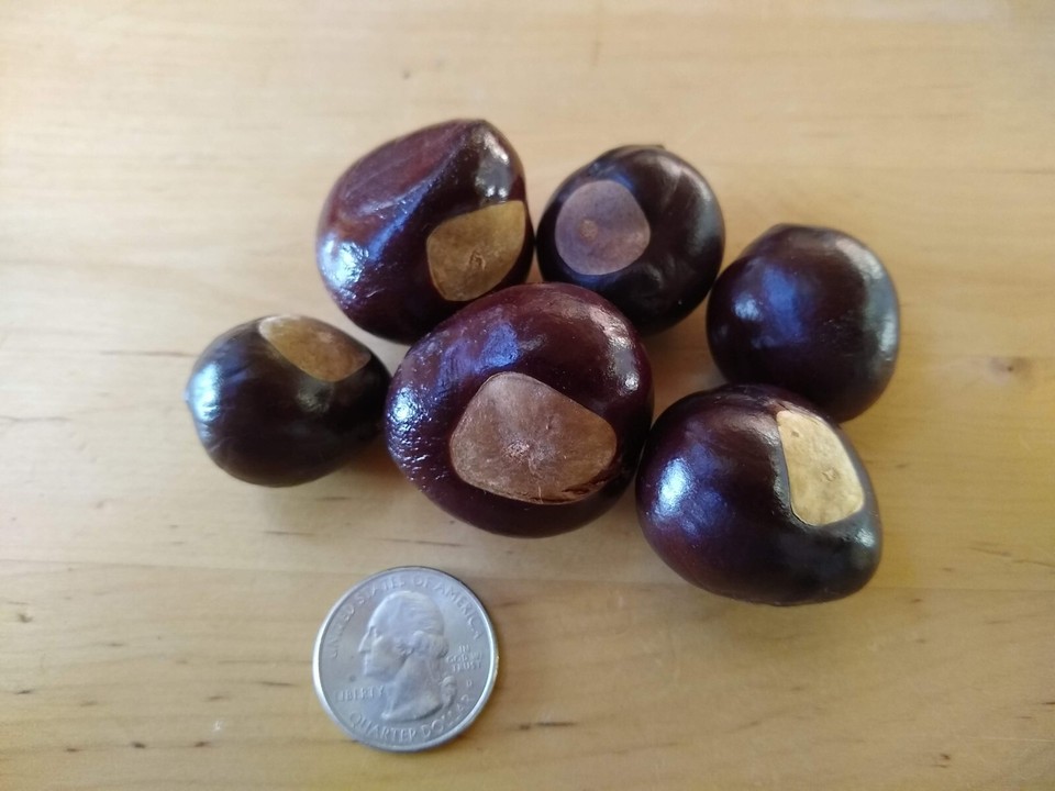 Texas Buckeye Seed ~ Native Tree ~ 3 to 100 Fresh Seeds | eBay