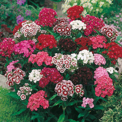 500 -SWEET WILLIAM SINGLE MIX SEEDS FRESH HARVEST FOR GARDENS | eBay