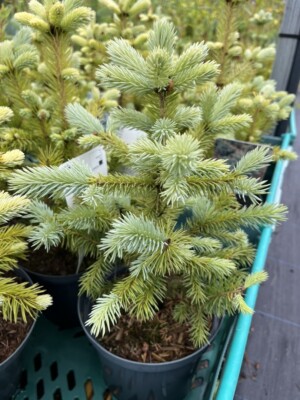 Picea pungens 'Super Blue' | Intense Steel-Blue Colorado Spruce | 20 ...