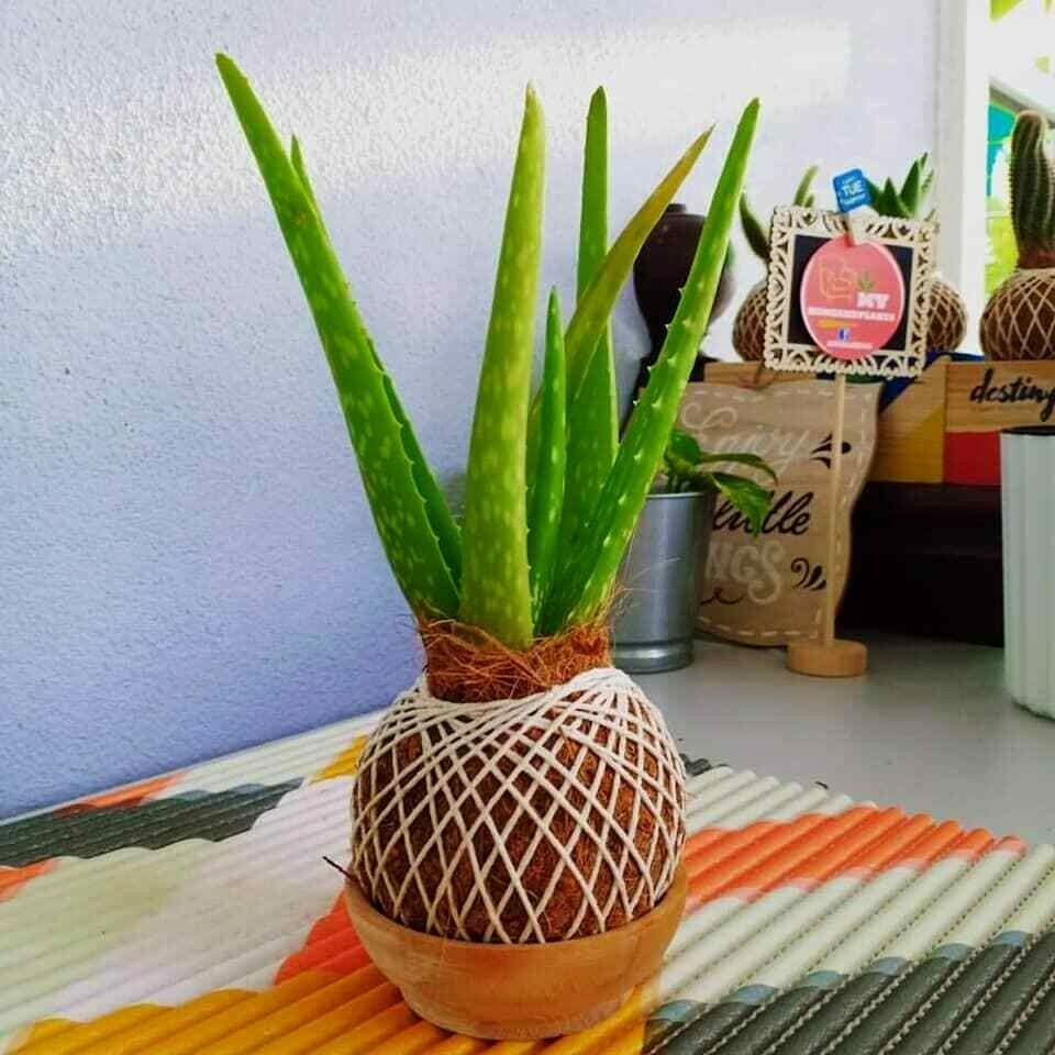 Bonsai Kokedama Balls "NEW Handmade" Garden Planter Pots Small/Medium ...