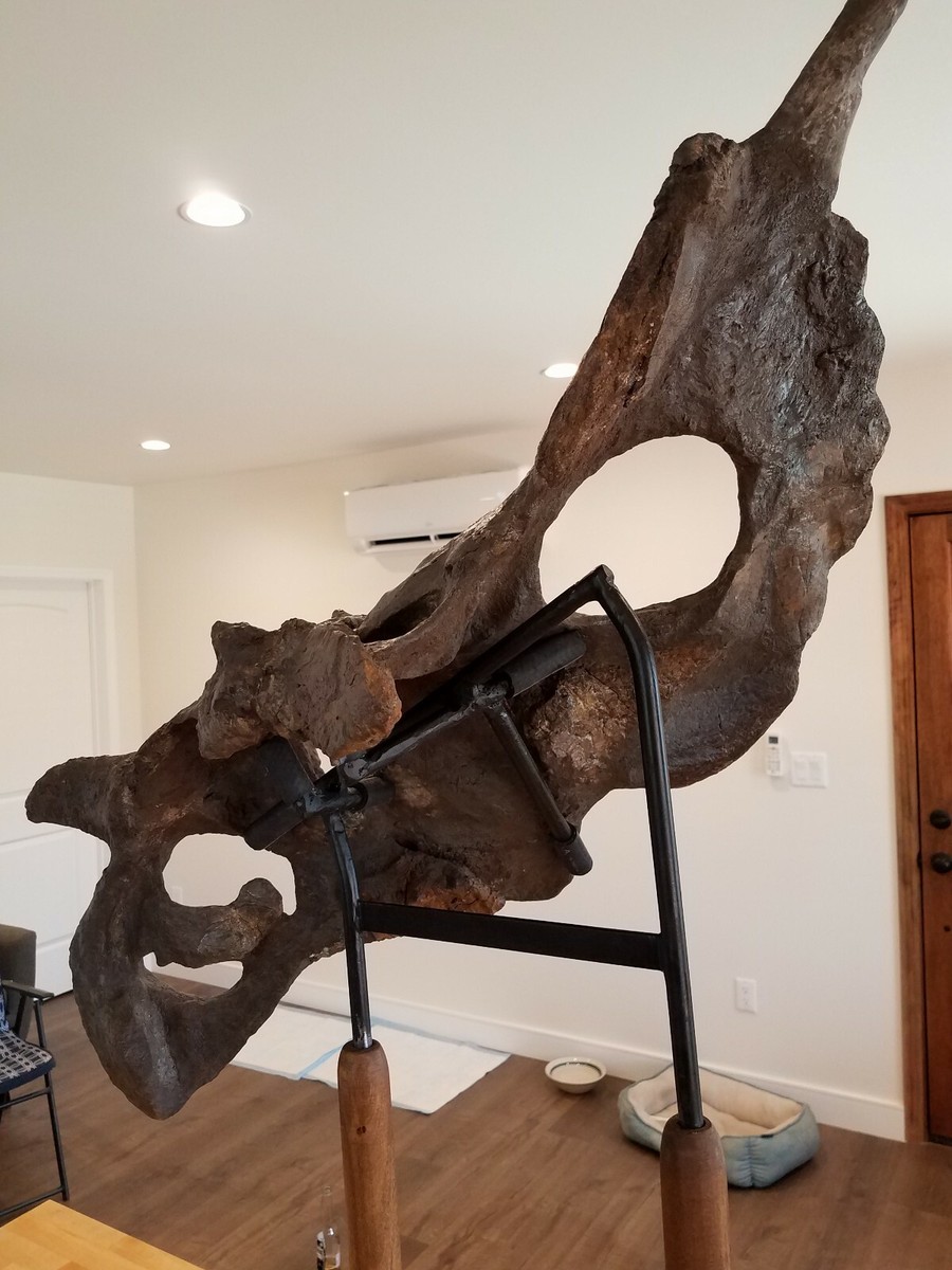 Einiosaurus Skull