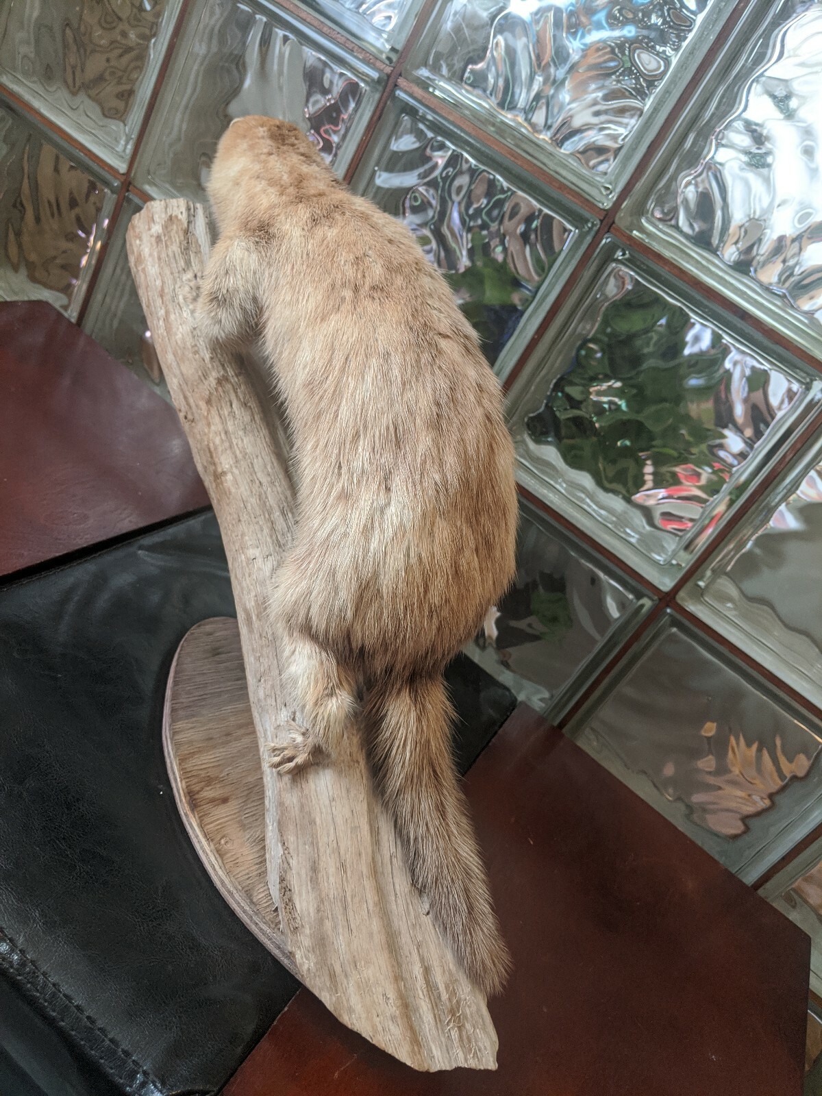 Vintage Handsome MINK TAXIDERMY Mount Life Size Posed Beautiful Mancave ...