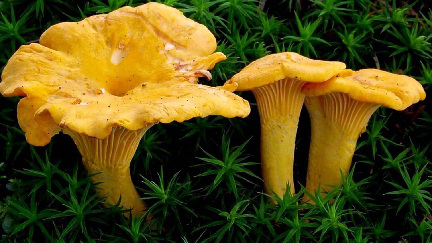 Seeds Mushroom Chanterelle Yellow Mycelium Spawn Spores Organic Ukraine ...