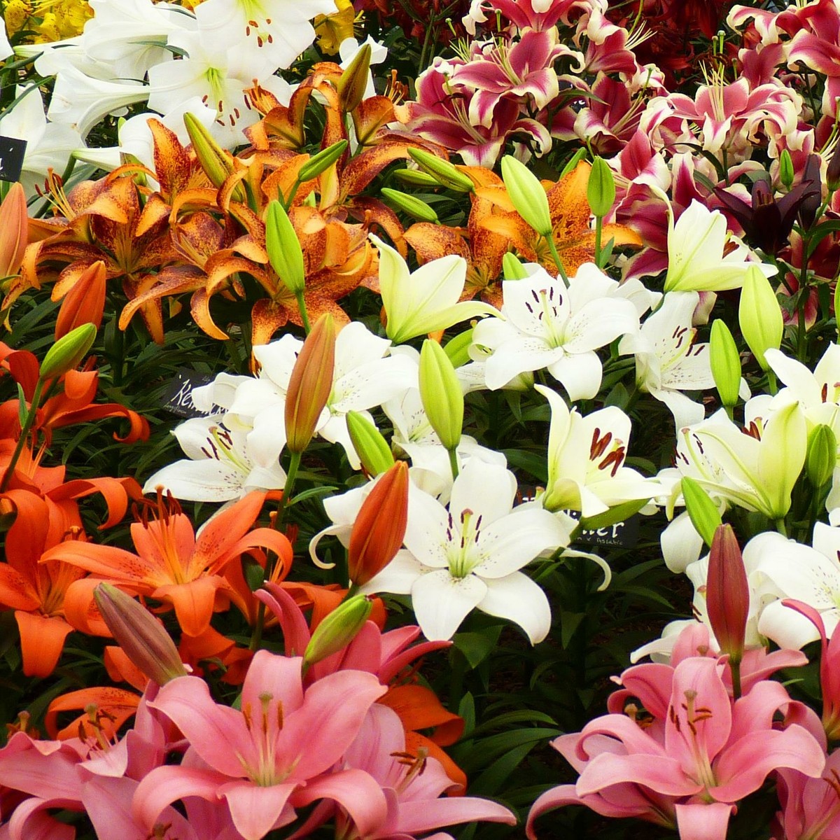 Lilium Flowers Bulbs