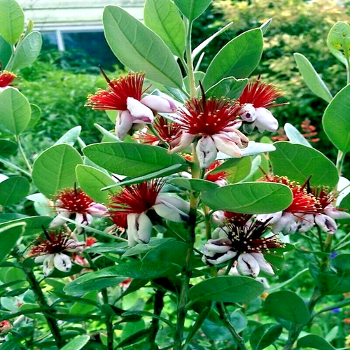 20 PINEAPPLE GUAVA TREE SEEDS "Brazilian Fig Guava Fruit" Tropical ...
