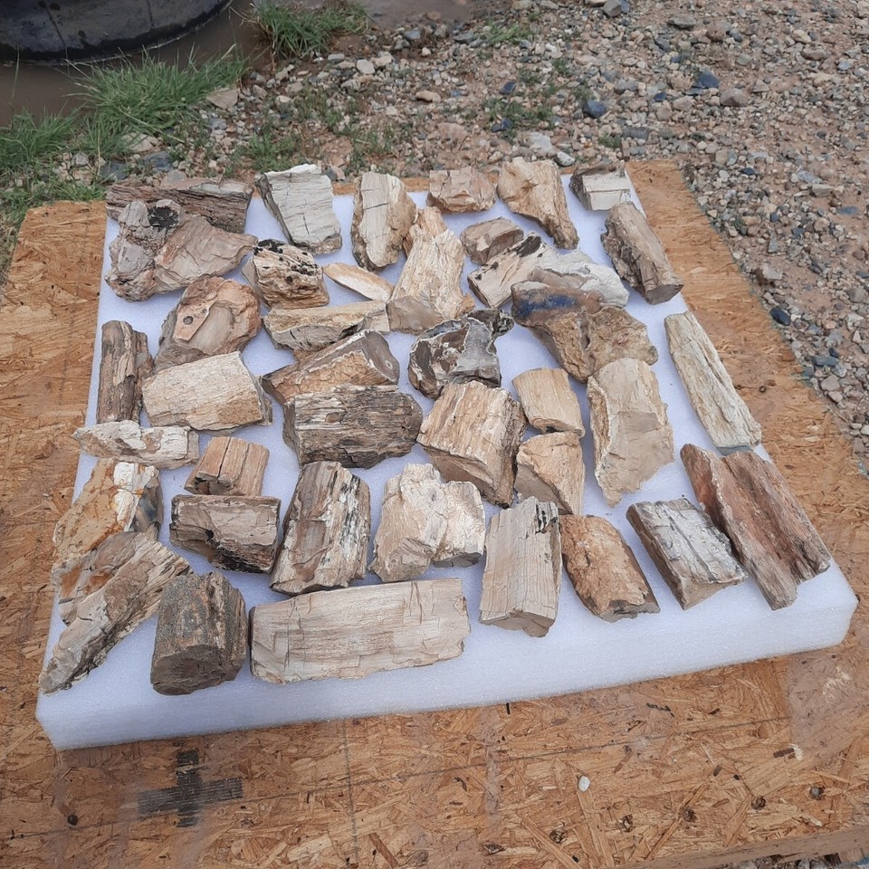 EDEN VALLEY PETRIFIED WOOD from WYOMING - VALUE PACK - OVER 20+ LBS ...