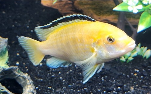 ELECTRIC YELLOW LAB CICHLID UNSEXED 4.5+" (Labidochromis caeruleus) | eBay