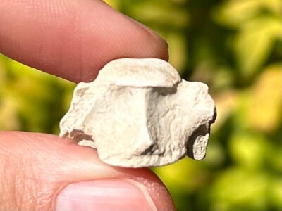 NICE Fossil Oreodont Vertebrae White River Oligocene Mammal Brule ...