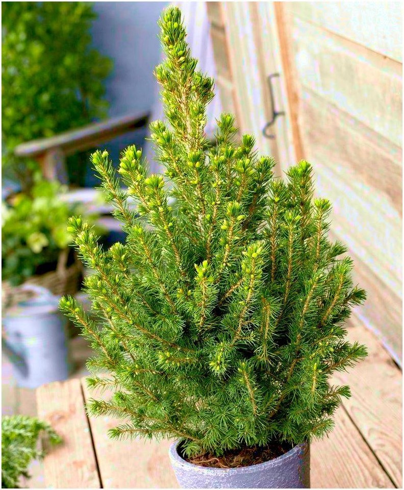 Dwarf Conifer Picea Glauca 'Albertiana Conica' | Evergreen Shrub | Pot ...