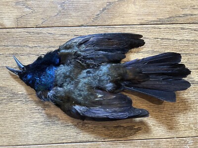 Taxidermy - Fish Skin Mount