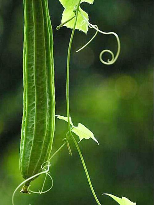 1 Pack 20 Angular Shape Luffa Seeds Towel Gourd Loofah Sponge Cucumber ...