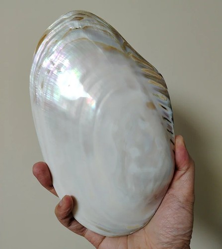 Large Pearlized Mussel Clam Shell Polished Seashell White Mother Pearl ...