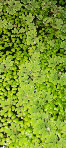 Duckweed-Azolla Mix - MINIMUM ORDER (2 ounces) | eBay