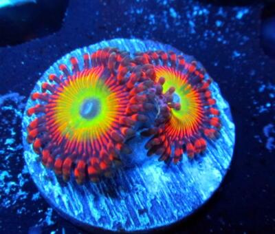 Live Coral DREEF BOWSER PALY,ZOA ZOANTHID WYSIWYG FRAG | eBay
