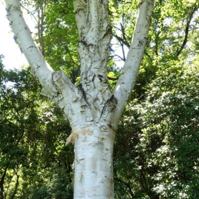 5 Semi Betula Utilis Var. Jacquemontii, Betulla Dell'Himalaya | eBay