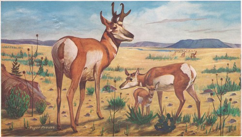 ROGER PREUSS FIA 1964 - Pronghorn Antelope Hunting 12x13 Print Calendar ...