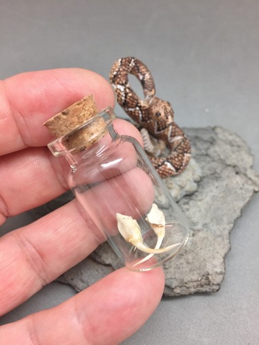 Real Rattlesnake Fangs Snake Fang Pair in Vial w/Cork Dry Specimen 3/4 ...