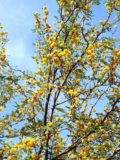 10 SWEET ACACIA Mimosa Tree Seeds (Acacia farnesiana) Wattle Flower ...