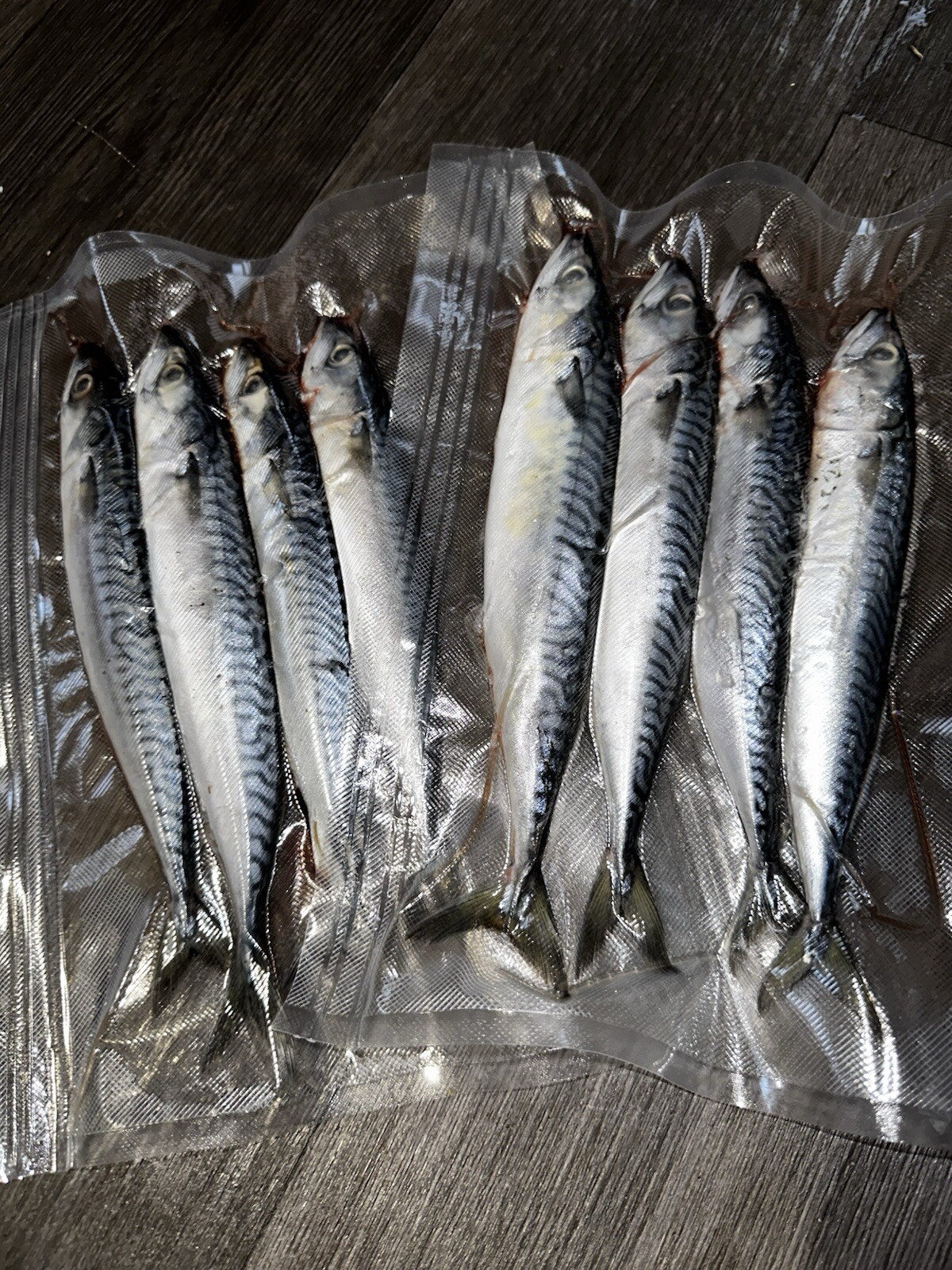 Whole Small Mackerel IQF Frozen Fishing Bait (10kg Bulk Roughly 100 ...