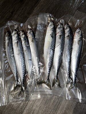 Whole Mackerel IQF Frozen Fishing Bait (10kg Bulk Roughly 60-100+ Fish ...