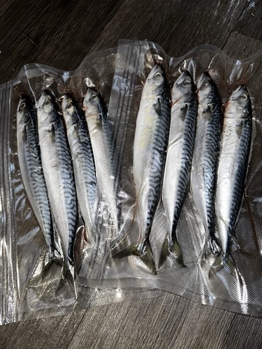 Whole Mackerel IQF Frozen Fishing Bait (10kg Bulk Roughly 60-100+ Fish ...