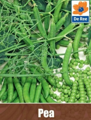 GARDEN PEA PETIT POIS SEEDS XTRA SWEET PEAS DWARF SELF-SUPPORTING EASY ...