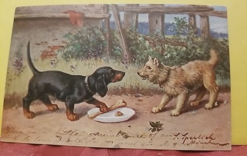 Rare Unused Postcard Dachshund Dog Protecting Bone From Dog. 1905 ...