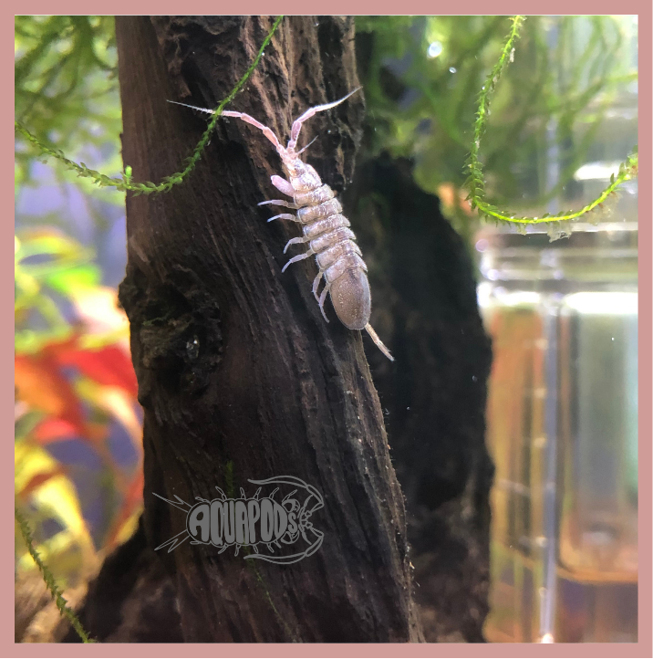 10+ Freshwater Isopods - aquatic isopods - Lirceus sp. | eBay
