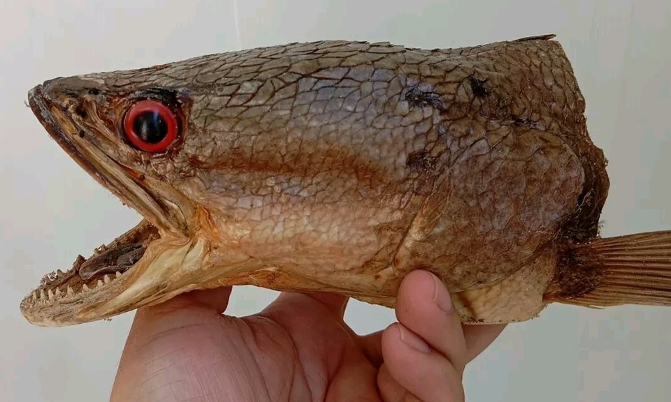 Real Genuine Giant Snakehead Fish Skull Taxidermy Mount Tooth Skeleton ...