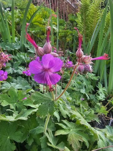 Geranium Macrorrhizum "Bevans Variety" 'Cranesbill' Hardy Evergreen ...