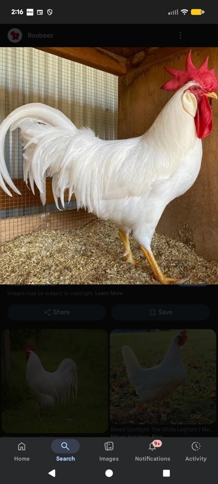 10 Isa Brown Cinnamon Queen Fertile Hatching Chicken eggs - | eBay