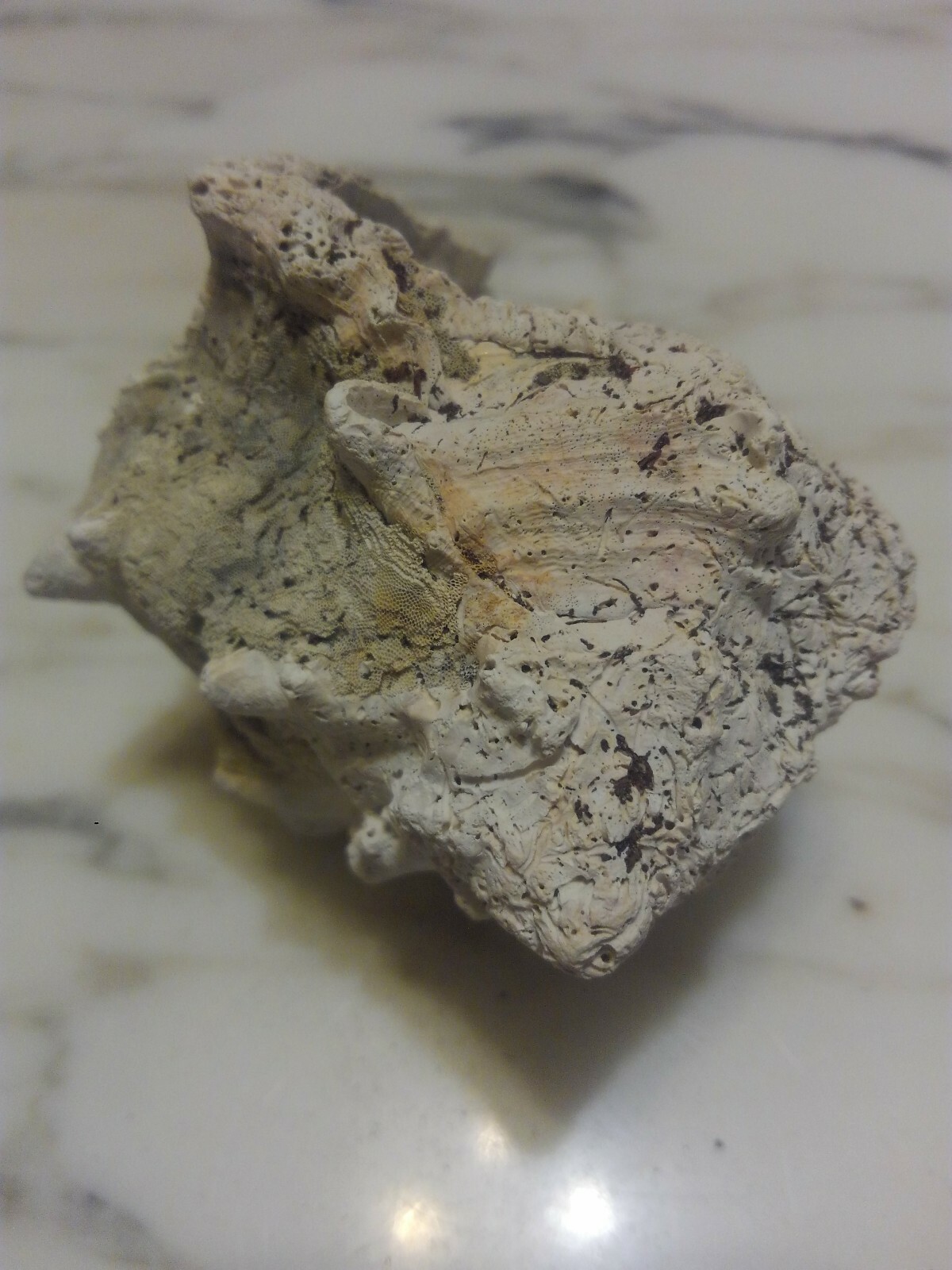 M02 Ancient Giant Eastern Murex Sea Shell 4 1/2" Beach Nautical Decor ...