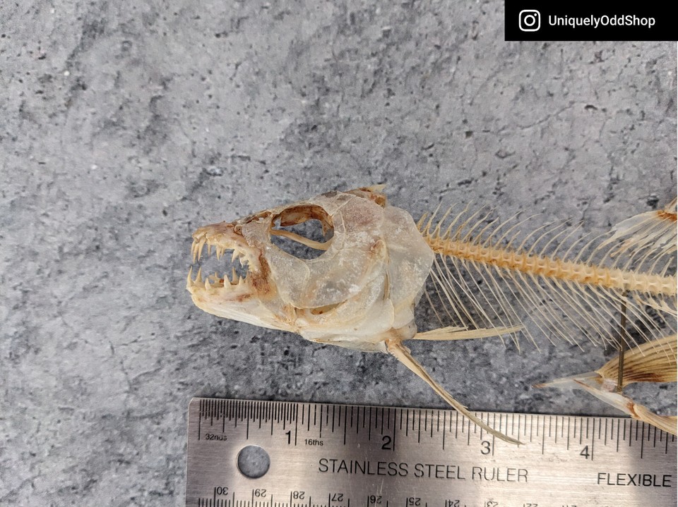 African tiger fish goliath skull oddities bones taxidermy wetspecimen ...