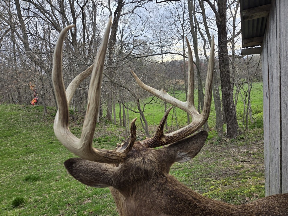 Beautiful 160" Whitetail Deer Shoulder Mount Antlers Buck Taxidermy ...