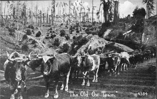 RPPC The Old Ox Team 4384 | eBay