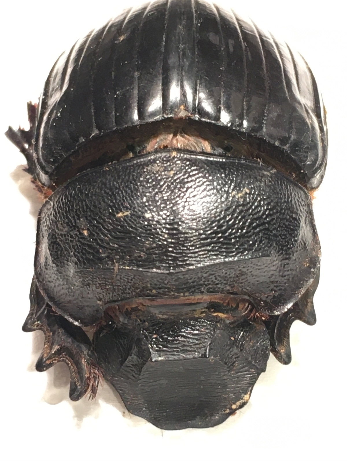 Heliocopris Pirmal Pair With Mâle XXL Over 49mm Ref 3143 | eBay